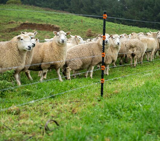 Gallagher Insulated Line Posts perfectly suited to salty coastal ...