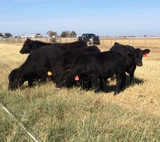 Stockpiling forage an economical option to extend grazing season